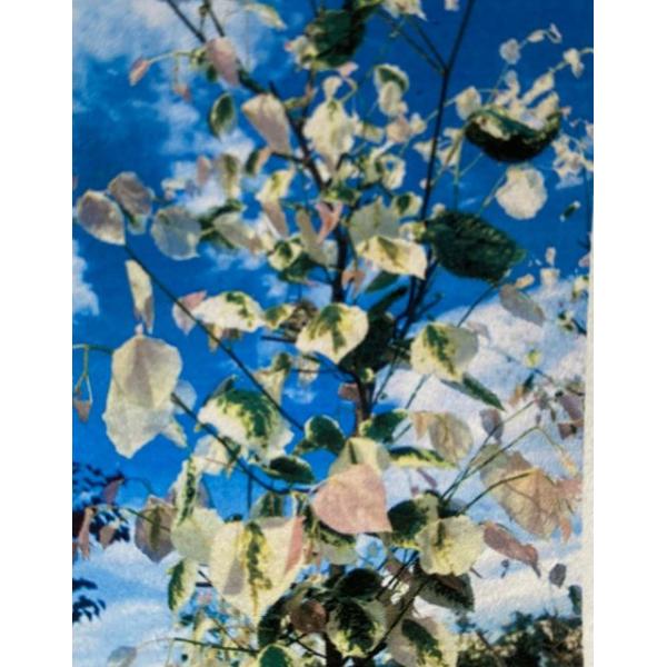 斑入り葉　アマリカハナズオウ（花蘇芳）、ハナスオウシルバークラウド新葉が特に美しい斑入り葉のハナズオウ。花色は未確認です。6寸ポット苗　樹高30〜60センチ程度ジャケツイバラ科ハナズオウ属中国原産の落葉低木■育て方のポイント日当たりがよく水...