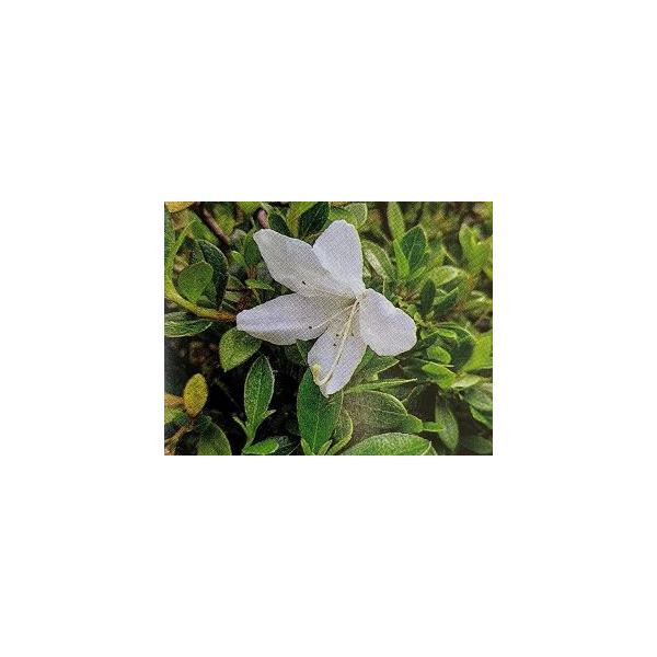 マルバサツキ（白花丸葉サツキ）＊屋久島原産のマルバサツキの珍種！ツツジ科　常緑低木開花時期：5月〜6月頃3寸ポット植え■育て方のポイント日当たりがよく水はけのよい酸性土壌を好みます。乾燥に弱いため、特に夏の間は水切れに注意します。剪定は開花...