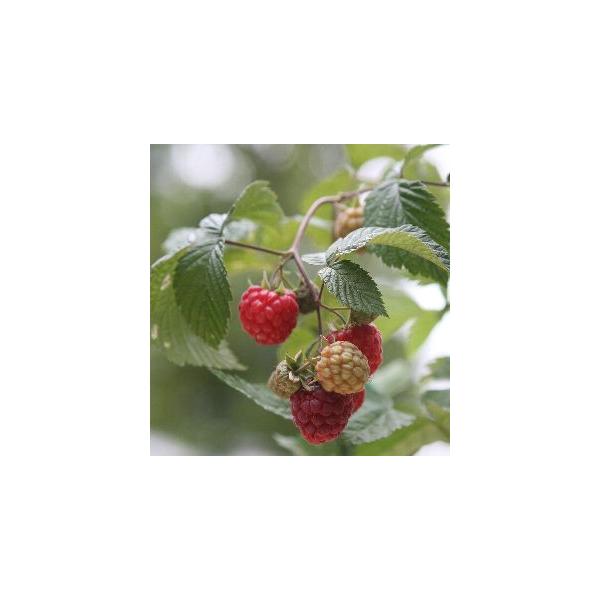 3寸ポット植え　10〜30センチ程度　トゲなしラズベリー（きいちご）　とげ無し木苺グレンモイは、とても珍しいとげなし品種のラズベリーです。枝などがトゲ無しのため、とても扱いやすいと人気です。実は大実でアブラムシの対抗性もあるとされています。