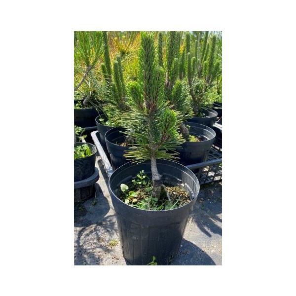 黒松寿、クロマツコトブキ6寸鉢接木苗　樹高30〜50センチ程度マツ科　常緑高木