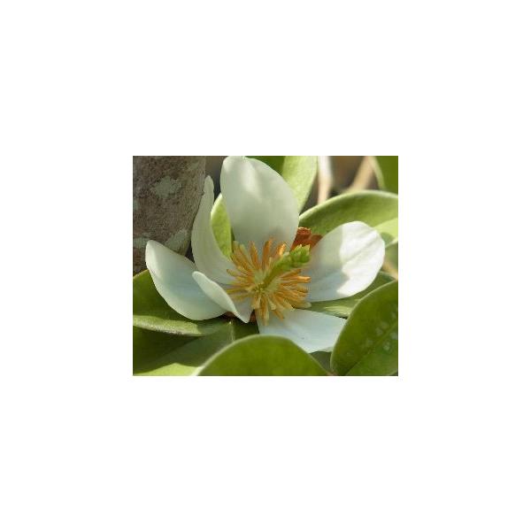 5寸ポット植え　樹高50〜70センチ程度雲南招霊（ウンナンオガタマ）は中国雲南省に自生するオガタマノキで、花は白〜淡いクリーム色でほのかに甘い香りを漂わせます。