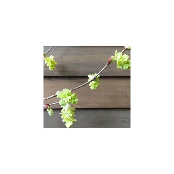 キリシマミズキ（霧島水木）＊霧島山系に自生する植物で、早春に香りがある山吹色の花を咲かせます。３寸ポット苗　樹高15〜20センチ程度マンサク科トサミズキ属落葉低木開花時期：3月〜4月頃若干寒さには弱いため、東北や北海道などの寒い地域では鉢植...