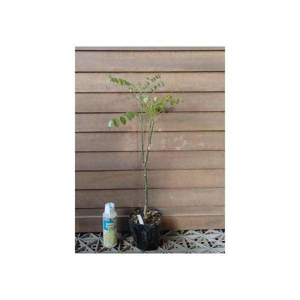 青エンジュ　アオエンジュ9センチポット　樹高20〜40センチ程度エンジュ（槐）は、中国原産の落葉高木で街路樹や庭木として多く植えられています。7月ごろに開花する白い花は、蜂などが蜜を集める重要な蜜源植物となっています。また、開花直前のエンジ...