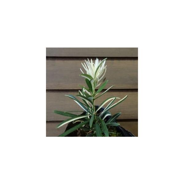 白斑ラカンマキ　マキ3寸ポット植え＊ラカンマキの葉に白斑が入る非常に珍しい品種です。＊斑の入り方には個体差がありますのでご理解ください。＊現品販売ではありません！■管理のポイント日当たりがよい場所で、水はけのよい肥沃な用土を好みます。剪定等...