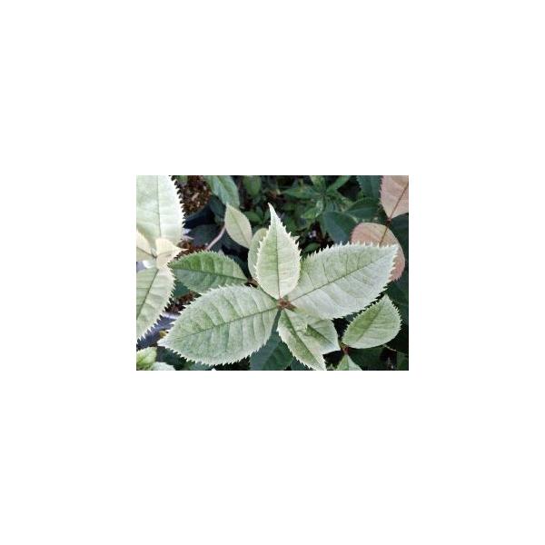 苗木、モクセイ　七変化3寸ポット苗　樹高15〜30センチ程度＊七変化は、新芽がいろいろな色彩に変化する曙斑の珍品キンモクセイです。開花は確認されていません。