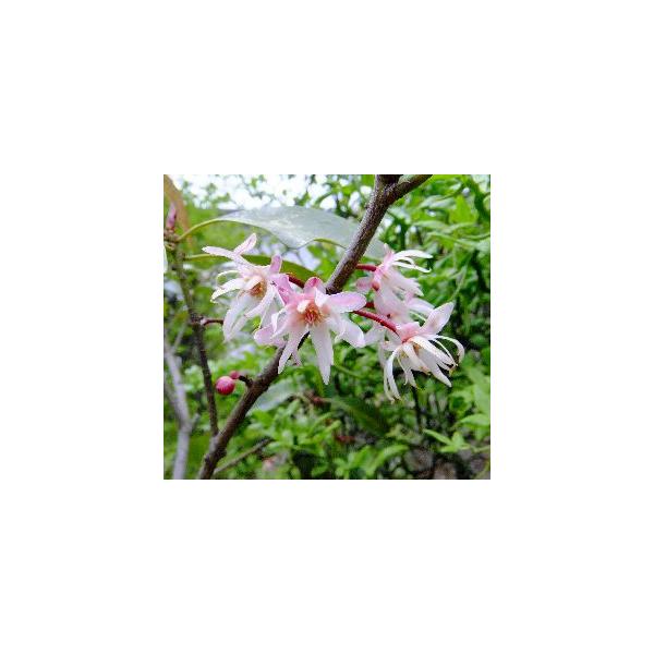 9センチポット　樹高10〜20センチ程度シキミ　黒香　：新芽が黒葉になり、展開時には樹全体が真っ黒になる圧巻の姿である。また黒から緑色に変化する際に、斑入り葉として残る場合もあるようです。花は、白地に薄い桃色が入る、とても可愛らしい色合いです！　