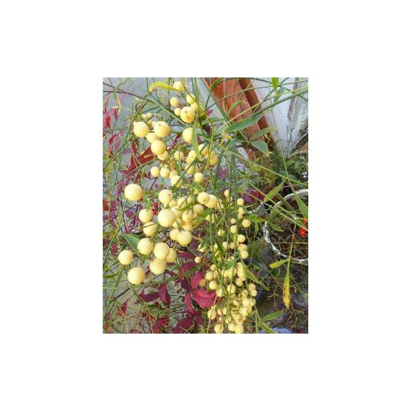 南天　若竹　白実南天3寸ポット苗本品種は緑の細葉で白実南天。■管理のポイント日当たりが良く水はけのよい用土を好みます。耐寒性もあり、関東以南（南東北地方も含む）で有れば地植えも可能です。日当たりが悪くても育ちますが、秋冬の紅葉を楽しみたい場...