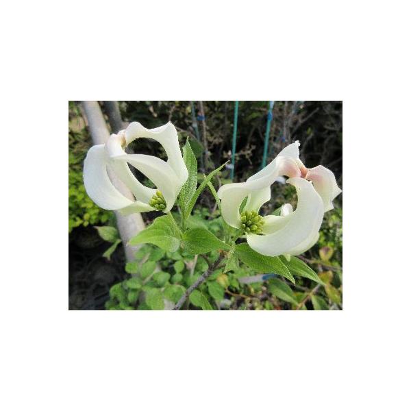 12センチポット接ぎ木１〜2年生苗樹高：20〜50cm程度*樹高に個体差が有ります。フェアリークラウン　ハナミズキ（花水木）：花の花弁の先端がくっ付いた状態で開花する、王冠のような花を咲かせるとても珍しいハナミズキです。旧名：メキシコ