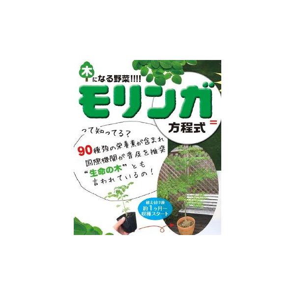 ソムリエ野菜：木になる野菜！モリンガ（ミラクルツリー、西洋ワサビの木）ワサビノキ科ワサビノキ属３寸ポット苗　2ポットセット