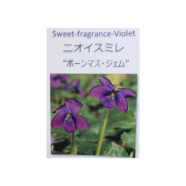 9センチポットすみれ　ニオイスミレ（ボーンマス・ジェム）■スミレの管理方法日当たりが良く、排水のよい用土・場所を好みます。市販の山野草の土などが最適です。夏場は暑さに弱いため、木陰など半日陰になるような場所に移動して下さい。肥料は液体肥料を...