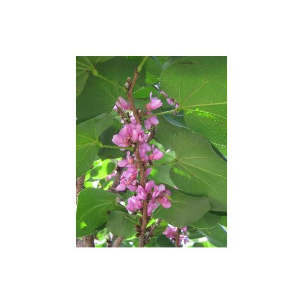 四季咲きハナズオウ（花蘇芳）、ハナスオウ３寸ポット苗　＊樹形は個体差あります！ジャケツイバラ科ハナズオウ属中国原産の落葉低木葉はハート型で、早春に咲く花は、赤紫色の美しい花ですが、本品種は秋にも開花する珍しい四季咲きです。（正確には二季咲で...