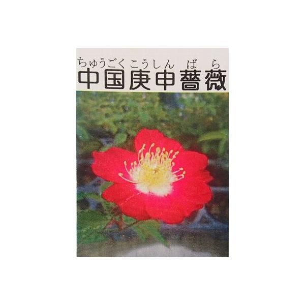 中国庚申薔薇　チュウゴクコウシンバラ9センチポット苗　樹高20〜30センチ程度コウシンバラは中国雲南省原産の薔薇の原種で、園芸種のバラの品種改良に大きな役割を果たした基本種です。花は紅紫色〜桃色で幅広く、５弁咲き。四季咲き性ですが、５月頃に...