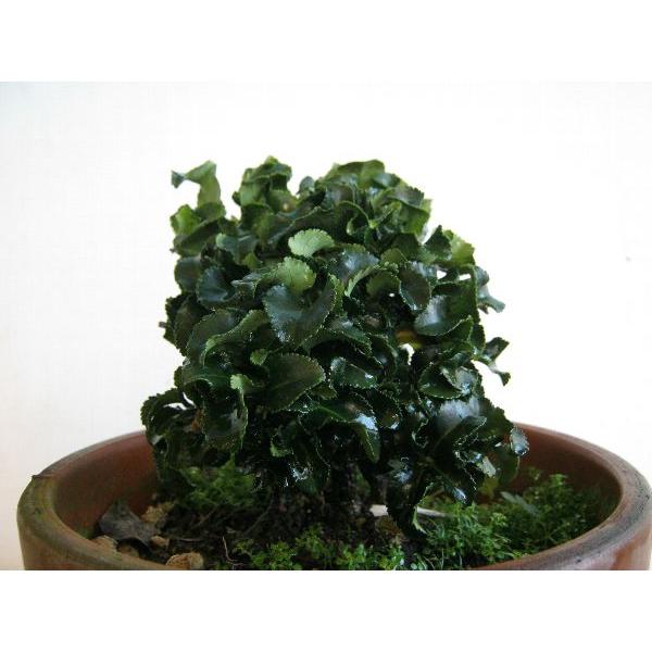 マサキ　羅紗王3寸ポット植えニシキギ科ニシキギ属＊極めて生長が遅く、葉が羅紗葉になる極矮性のマサキです。