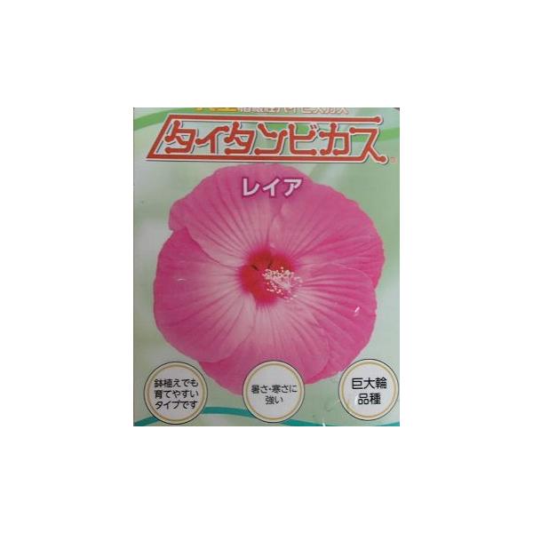 タイタンビカス　レイア＊明るいピンク色の巨大輪（直径約25センチ程度）で非常に目立ちます。低い位置からの枝吹きが良く、ボリュームのある株姿になります。アオイ科非耐寒性宿根草3.5寸ポット苗（お届け時期により、地上部が無い、又は摘心済み等の場...