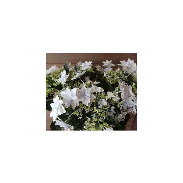 隅田の花火　ガクアジサイ　スミダノハナビ３寸ポット植え紫陽花（アジサイ）は、梅雨の時期に美しい花を咲かせる魅力ある植物です。墨田の花火（スミダノハナビ、隅田の花火）：紫陽花は、夜空を彩る花火をイメージし命名された紫陽花です。装飾花が八重咲き...
