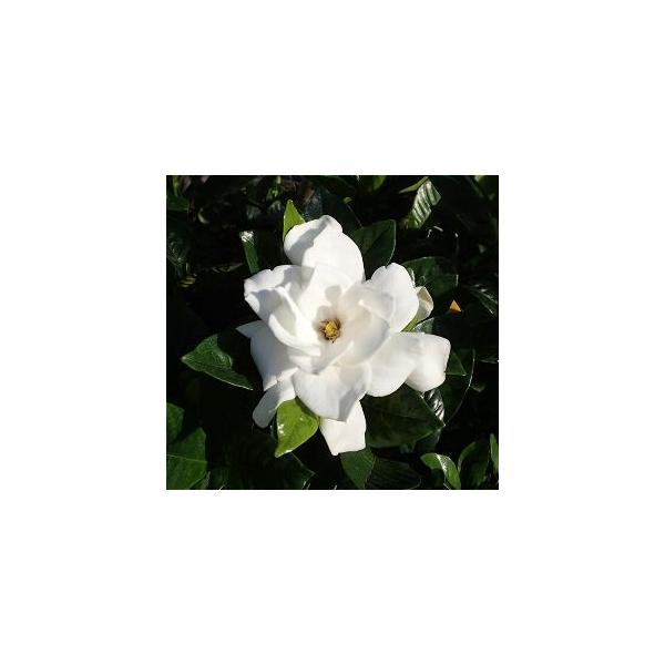 大輪八重咲きクチナシ5寸鉢植えクチナシ（梔子）は、秋頃に成る赤黄色の実が、熟しても割れないことから「口無し」と呼ばれるようになったとされている植物です。夏の初めに咲く花は、とても香が良く人気の品種です。果実は山梔子と呼ばれ生薬の一つとして漢...