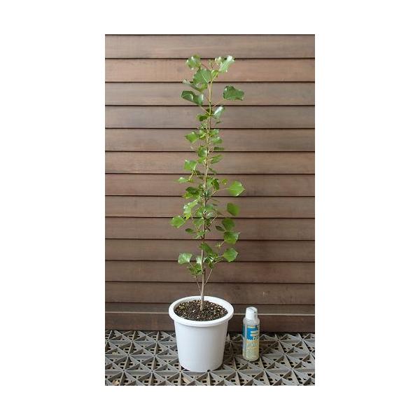 5号鉢植え　樹高30〜40センチ程度ポプラ（セイヨウカコヤナギ、西洋箱柳）、別名イタリアヤマナラシとも呼ばれ、街路樹や公園などのポプラ並木に使用されている樹木です。樹形は、竹ボウキを逆にしたような形で、風に葉がそよぐ姿が特徴的です。