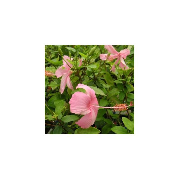 ハイビスカス　アオイ科フヨウ属　非耐寒性常緑低木ピンクバタフライ５寸鉢植え花弁が外側に反り返るバタフライタイプのピンク品種です。■ハイビスカスの栽培方法（ハイビスカスの育て方）ハイビスカスは、日当たりが良く、排水のよい場所を好みます。用土は...
