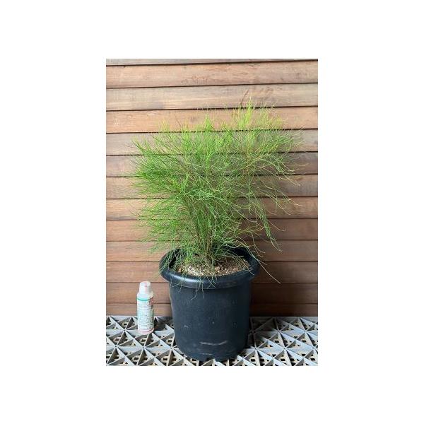 モクマオウ　７寸鉢植え方言名：モクモウ、マクマオ、メリケンマツ（嘉手納）モクマオウ科生育地：沖縄の各島　海岸砂地＊その他、詳細不明！！