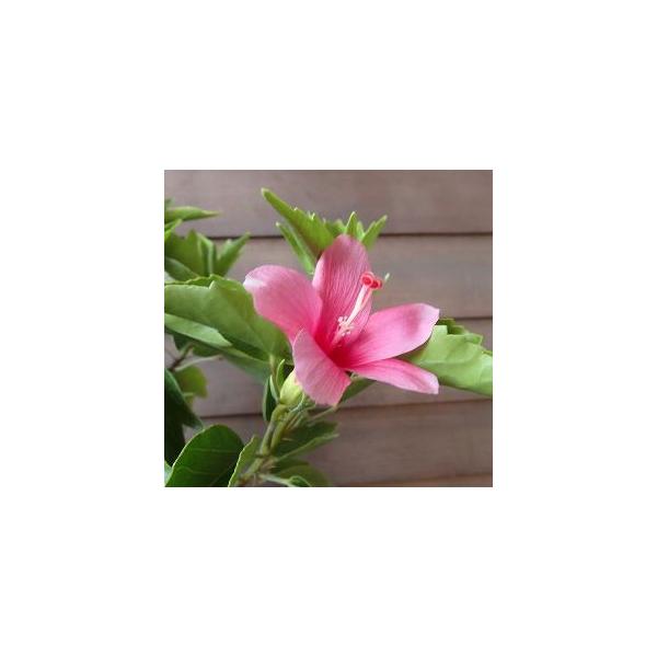 ハイビスカス　アオイ科フヨウ属　非耐寒性常緑低木ヒメハイビスカス（姫ハイビスカス）ミニピンク　ミニハイビスカス５寸鉢植え小ぶりなピンクのヒメハイビスカスです。■ハイビスカスの栽培方法（ハイビスカスの育て方）ハイビスカスは、日当たりが良く、排...