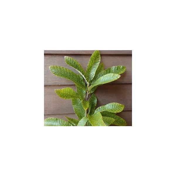 6寸鉢植え＊江隈錦（エクマニシキ）は、クヌギの斑入り葉品種で、砂子斑というとても綺麗な斑が入ります。（江隅錦という漢字は間違えです！）