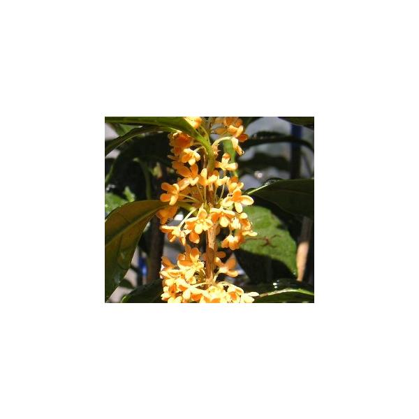 苗木、キンモクセイ（金木犀）5寸鉢植え　樹高20〜40センチ程度モクセイは、育てやすく丈夫な樹木で、秋に素敵な香りを放つことで人気のある品種です。キンモクセイ（金木犀）は、香りのよいオレンジ色の花を咲かせる人気の品種となります