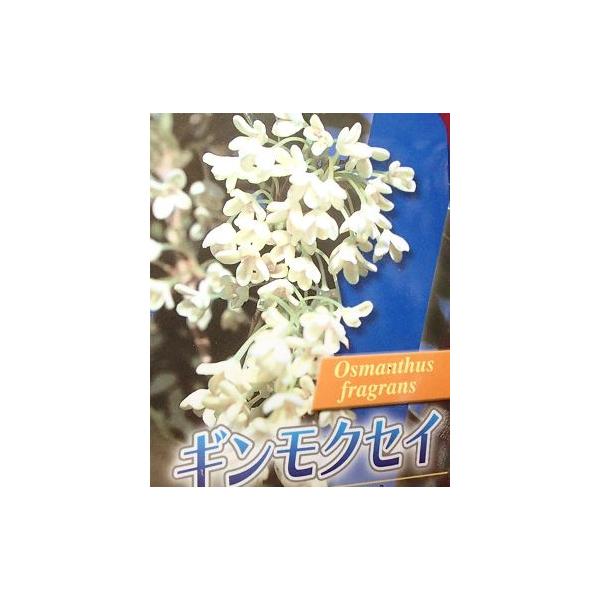 5寸鉢植え　銀木犀　ギンモクセイモクセイは、育てやすく丈夫な樹木で、秋に素敵な香りを放つことで人気のある品種です。ギンモクセイ（銀木犀）は、キンモクセイよりは若干劣りますが、香りのよい白色（クリーム色）の花を咲かせる品種です。