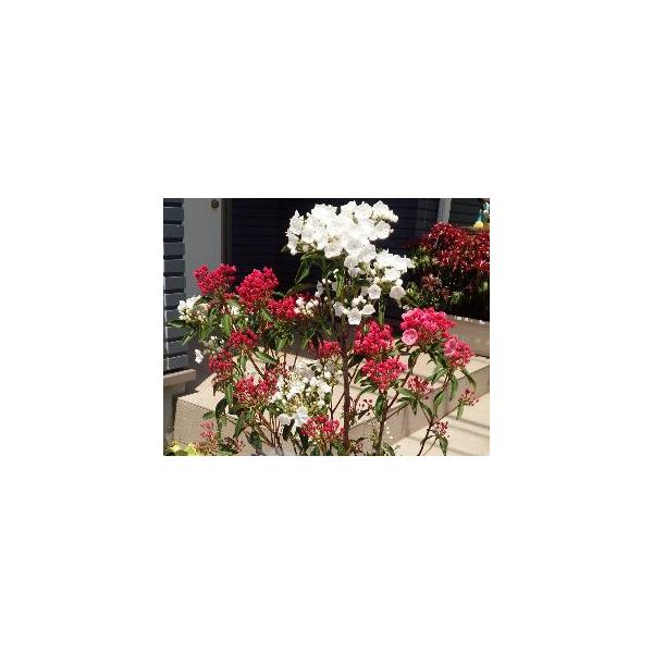 カルミア　紅白＊紅花は、蕾のときは紅ですが、開花すると花の内側はピンク色です！根巻き　樹高50〜60センチ程度一本の木に紅と白が同時に咲く珍しい品種！生産が難しく市場に出る事はほとんど無い。縁起物として贈答用に喜ばれている新樹種のカルミア！...