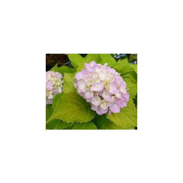 9センチポット黄金葉紫陽花（オウゴンバアジサイ）：紫陽花は、黄金色に輝く美しい葉をもつ紫陽花です。花はピンク花になりますが、用土により変わる場合もあります。