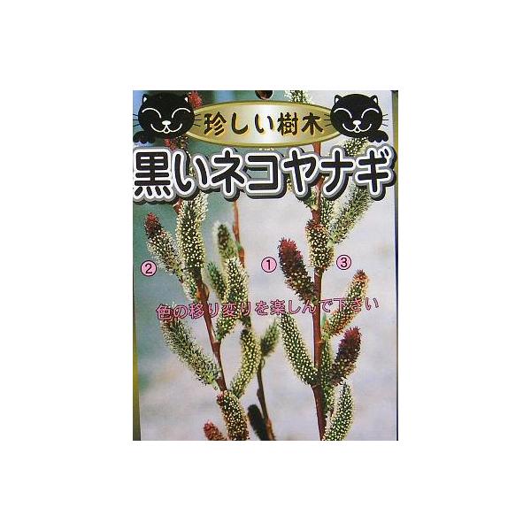黒いネコヤナギ（猫柳、ねこやなぎ）5寸鉢植え（枝は切り詰めている場合がありますが、生育に問題はありません）やなぎ科　落葉低木寒さに強く庭植えも可能です。2月頃から、芽が大きく膨らみ綿毛が綺麗になります。■管理のポイント日光を好みますので日当...