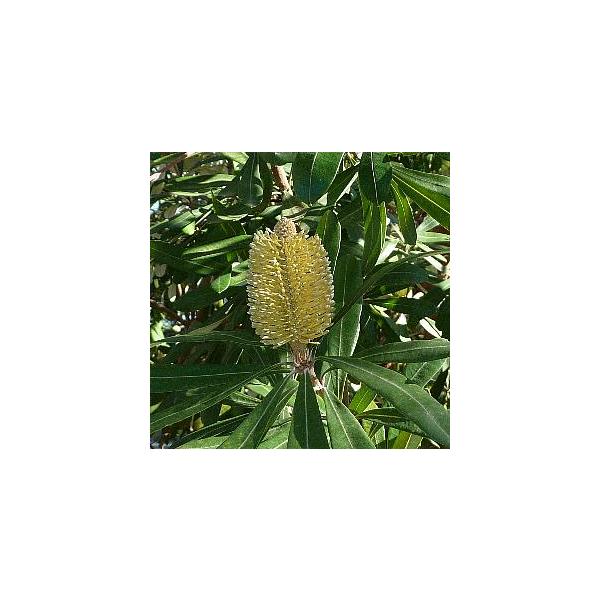 バンクシア　インテグリフォリア（コーストバンクシア）学名：Banksia integrifolia３寸ポット苗開花期：5月〜10月バンクシア属は主にオーストラリアに分布する常緑低木です。コーンのような花の形に特徴があり、切花としても人気です...
