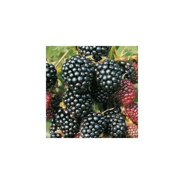 3寸ポット苗　大実トゲナシブラックベリー　ブラックサテンブラックベリー‘ブラック サタン’Rubus fruiticosus ‘Black Satin’は果実の平均果実の大きさが約3〜4センチ位になるトゲなし大実果実です。ジューシーでとても...