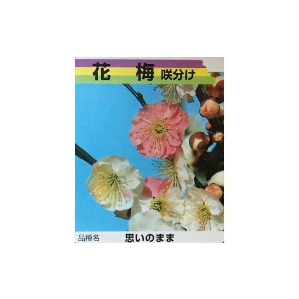 花梅　思いのまま　咲分け花梅　ハナウメ規格：6寸鉢植え、接ぎ木2〜3年生苗、樹高：80cm程度思いのまま（オモイノママ）は、一本の樹木から、白花と桃花、もしくは一輪の花の中でも白と桃色に咲き分ける、とても美しい花梅です。　野梅系野梅性（やば...