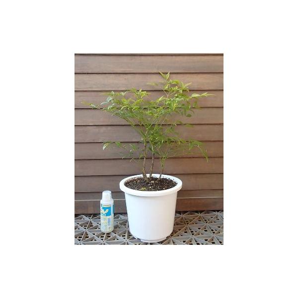 白南天（シロナンテン）白実南天　白実の南天メギ科ナンテン属　常緑低木6寸鉢植え＊お届け時期により写真のように葉の茂り具合等は異なりますので、ご理解下さい。◎南天（ナンテン）は、古来の昔より「難を転ずる」という語呂から、厄除けや魔よけの縁起の...