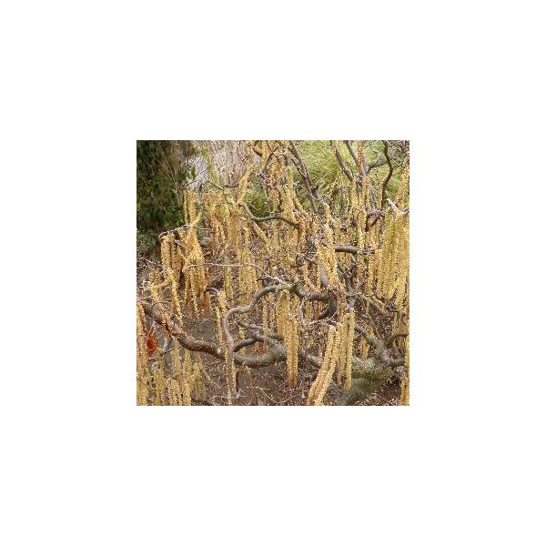 雲竜ハシバミ（雲竜ヘーゼルナッツ）青葉３寸ポット植え雲竜ハシバミは、うねるように伸びる枝とちじれたような葉がとても特徴的な鑑賞価値の高いハシバミです。