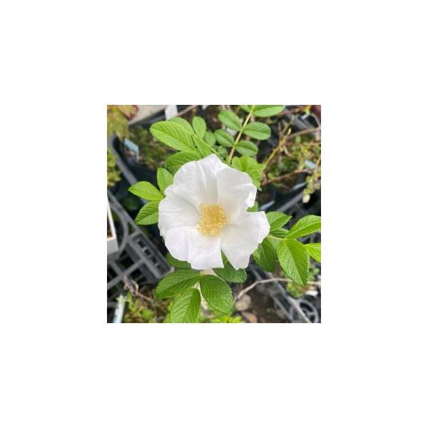 3寸ポット植え　樹高10センチ程度白花ハマナス　清楚な花姿は、茶花にも利用されます。香りも強く、果実の利用はハマナス同様に可能です。