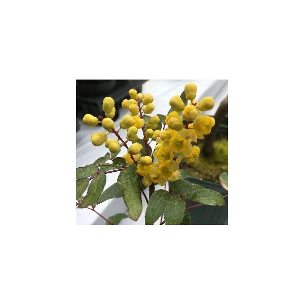 柊南天（ヒイラギナンテン）　メキシコ　芳香種3寸ポット植え　樹高15〜20センチ程度メギ科ヒイラギナンテン属の常緑低木開花時期：3月頃＊ヒイラギナンテンの一種ですが、詳しいことは不明です。＊春先の3月頃に黄色い花を咲かせます。＊とても良い香...