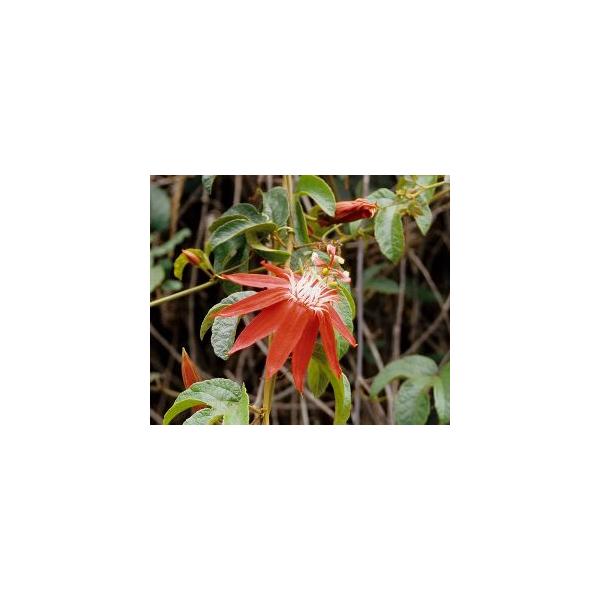 時計草　トケイソウ　パッシフローラ コッキネア Passiflora coccinea蔓性　3寸ポット植え　10〜20センチ程度時計草：トケイソウ：パッシフローラ紅花時計草　ヴィティフォリア（ウィティフォリア）　緋赤時計草で流通量が極めて少...
