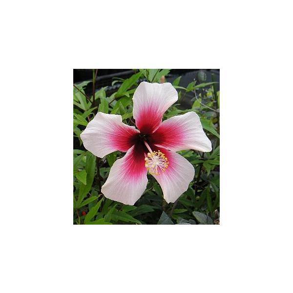 ハイビスカス　フィジーホワイト（フィジアンホワイト）ハイビスカスの一種でピンクがかった白色で、花の中心にいくほど濃くなる花を咲かせます。アオイ科フヨウ属　非耐寒性常緑低木５寸鉢植え　樹高20〜40センチ程度■ハイビスカスの栽培方法（ハイビス...