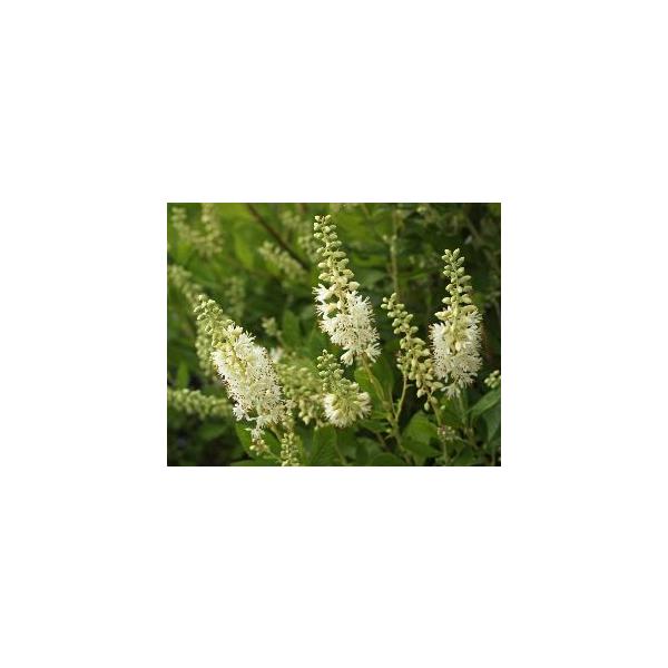 アメリカリョウブ　ハミングバード　白花リョーブ3寸ポット植えリョウブ科リョウブ属アメリカ東部原産の耐寒性落葉低木開花時期：6月〜7月頃アメリカリョウブ　ハミングバード　は、6月〜7月頃に白色の花穂を立ち上げ、芳香もある人気の花木です。若木の...