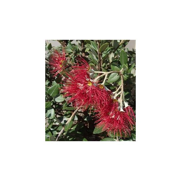 メトロシデロス　エクスケルサ　大株！！フトモモ科メトロシデロス属Metrosideros excelsa常緑低木5寸植え　開花期：5月〜７月耐寒性：霜の当たらない場所であれば、最低5度程度まで。ハワイの有名なオヒアレフアも、このメトロシデロ...