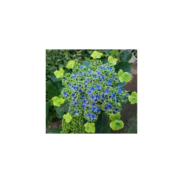 9センチポット　樹高10センチ程度アジサイ　大島緑花：緑色の装飾花に白い筋が入り、濃青花とのコントラストが見事なあじさい。