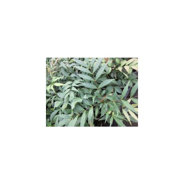 柊南天（ヒイラギナンテン）　銀葉3寸ポット植え　樹高15〜20センチ程度メギ科ヒイラギナンテン属の常緑低木＊独特な色合いのシックな銀色の葉がとても美しいヒイラギナンテン。葉にはギザギザがあり柊に似ており、樹形が南天に似ていることから、ヒイラ...