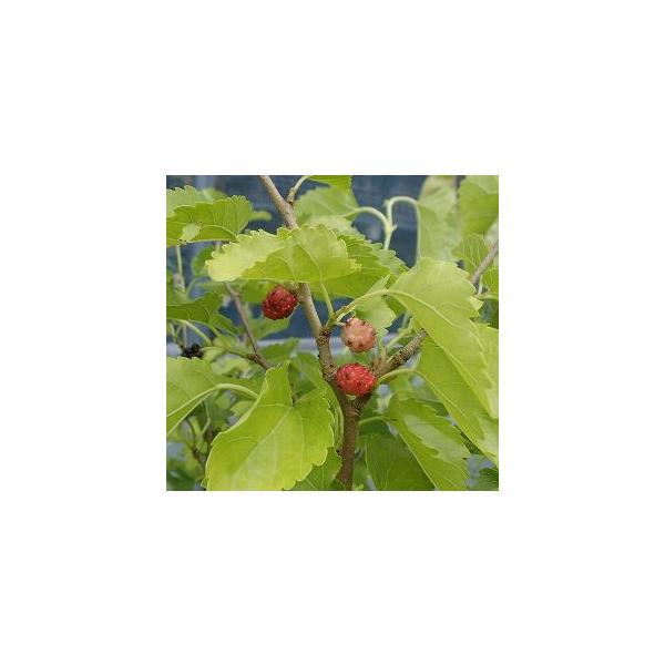 桑　クワ　マルベリー山桑　ヤマグワ　ヤマクワ3寸ポット植え　樹高10〜20センチ程度クワ（桑）は、マルベリーともよばれ、黒色の果実は生食はもちろん果実酒やジャムに利用できます。果実は傷みが早いため市販はほとんどされていませんので、家庭栽培の...