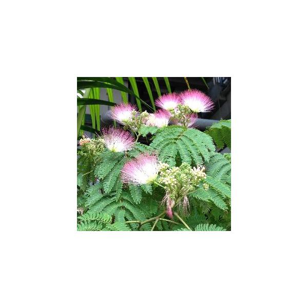 ネムノキ（合歓の木）ネムノキ科　落葉高木耐寒性：強夜になると葉が閉じることから、命名された。5寸鉢植え　樹高20〜40センチ程度花は薄いピンク系