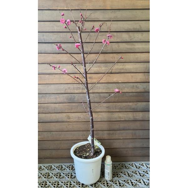 花梅　ハナウメ　八重寒紅梅　ヤエカンコウバイ　苗木規格：6寸鉢植え接ぎ木1〜2年生苗、樹高：80cm程度八重寒紅梅（ヤエカンコウバイ）は、花が濃紅色の八重咲き中輪タイプです。野梅系野梅性（やばいけい　やばいしょう）と言われ、野梅（のうめ）か...