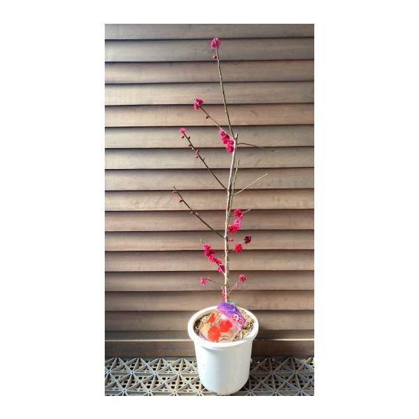 花梅　ハナウメ　鹿児島紅梅　カゴシマコウバイ　苗木規格：6寸鉢植え接ぎ木1〜2年生苗、樹高：80cm程度鹿児島紅梅（カゴシマベニウメ）は、花が濃紅色の八重咲き中輪タイプ、花だけでなく細い枝も紅色となる鮮やかな品種です。　