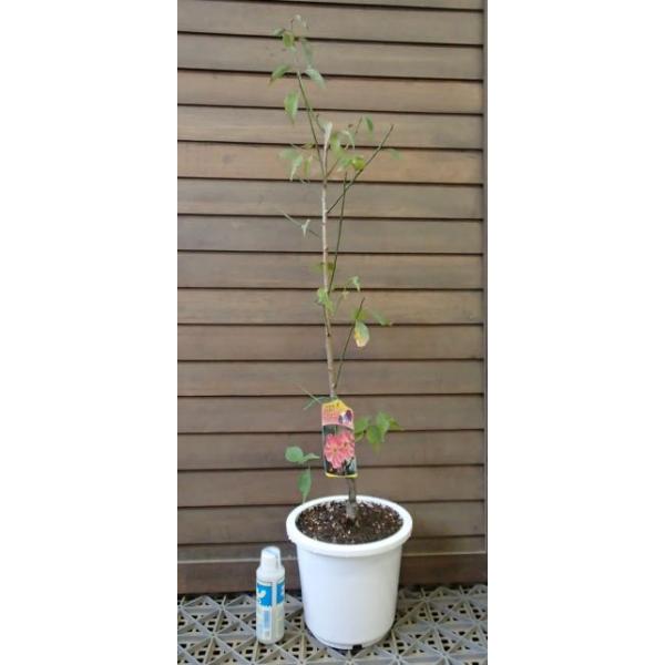 花梅　ハナウメ　春の寿　ハルノコトブキ　苗木規格：6寸鉢植え接ぎ木1〜2年生苗、樹高：80cm程度花梅　春の寿（はるのことぶき）：紅梅の実生選抜品種。淡紅色の八重咲きの花は、弁端が白色になります。