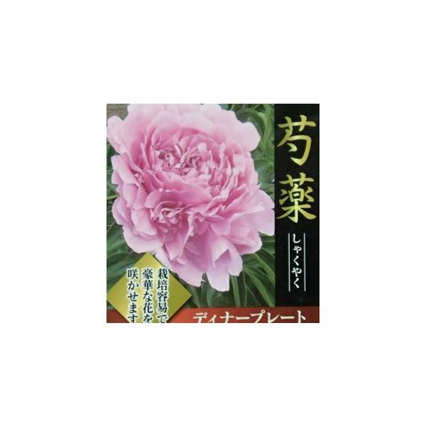 芍薬（シャクヤク）　ディナープレート12センチポット植えボタン科　宿根草開花時期：5月〜6月頃■管理のポイント日当たりよく排水性のよい場所を好みます。腐葉土などを混ぜた肥沃な用土が最適です。水は乾いたらたっぷり与えます。肥料は動き出す春と開...