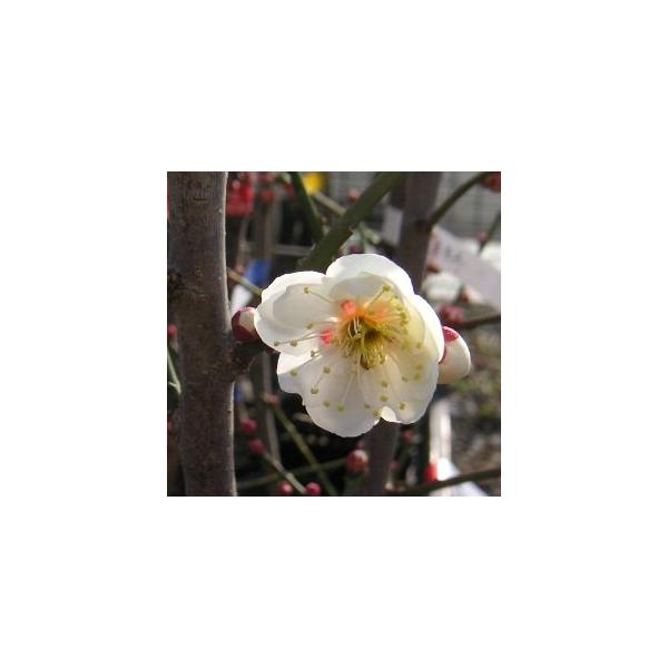 花梅　ハナウメ　玉牡丹　タマボタン　苗木規格：6寸鉢植え接ぎ木1〜2年生苗、樹高：80cm程度玉牡丹梅（タマボタン）は、花が白色の八重咲き中輪タイプです。